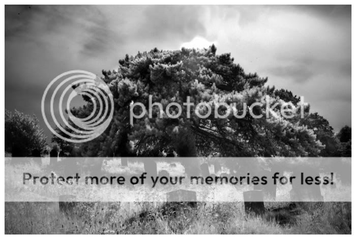 stones and tree (old IR wratten 87 filter) | The Photography Forum