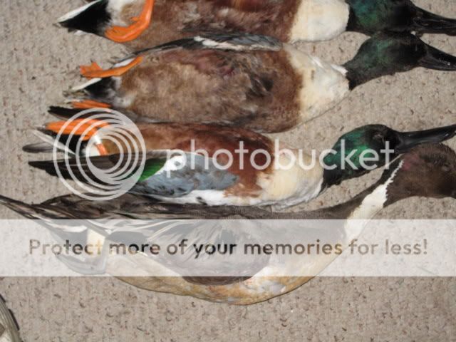 Banded Spoony??? | Duck Hunting Forum