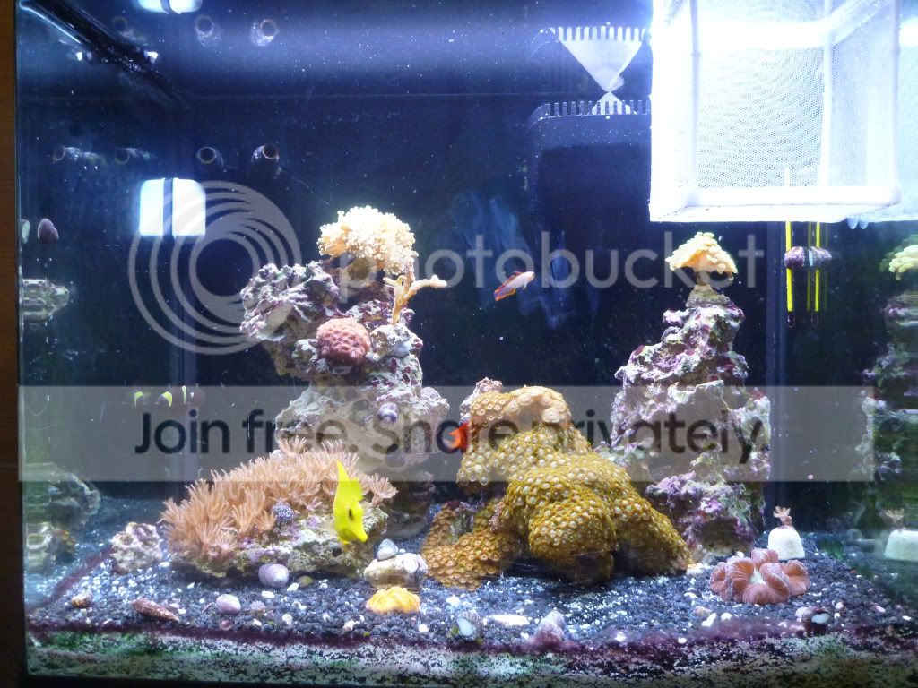 Brasil Reef - Fórum de Aquário - Aquarismo - Marinho, Corais e Água ...