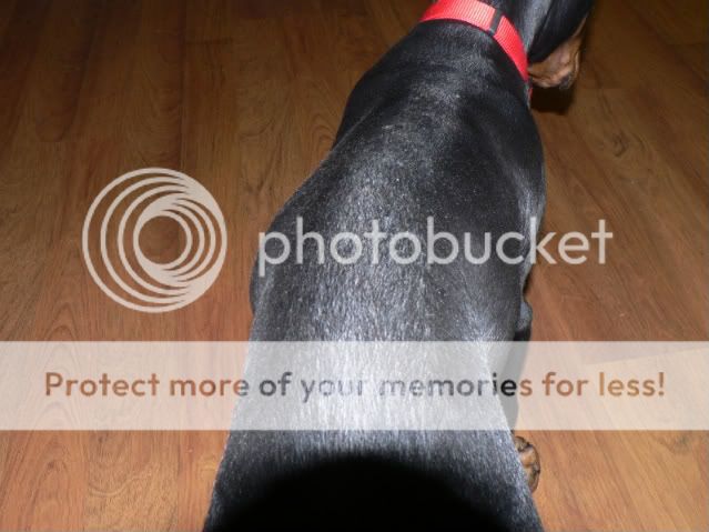 having skin issues | Doberman Forum : Doberman Breed Dog Forums