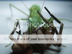 Egyptian Praying Mantis ooth! (for Sale). | Reptile Forums