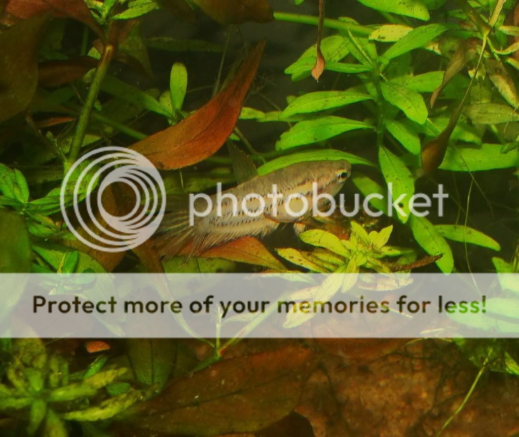 betta picta | Aquarium Forum