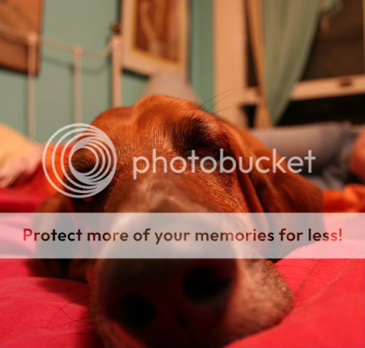 The many adventures of Basil | Channel B