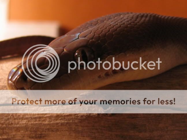 show us your olive enclosures! | Page 2 | Aussie Pythons & Snakes Forum