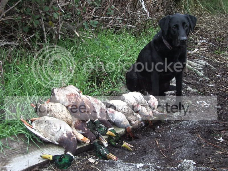 Saturdays Duck Report | Duck Hunting Forum