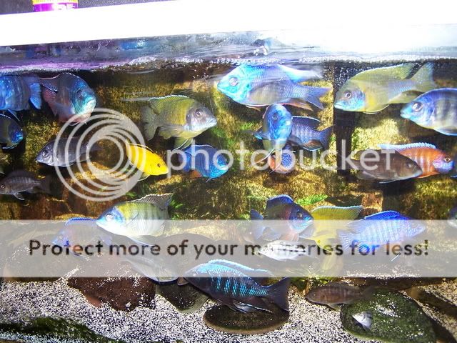 Show Us The Different Species of African Rift Lake Cichlids.. | Page 3 ...