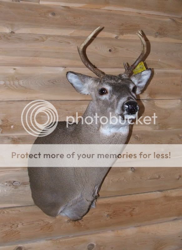 Deer Forms- Semi Upright, Semi Sneak, Wall Pedestal, Offset? | Michigan ...