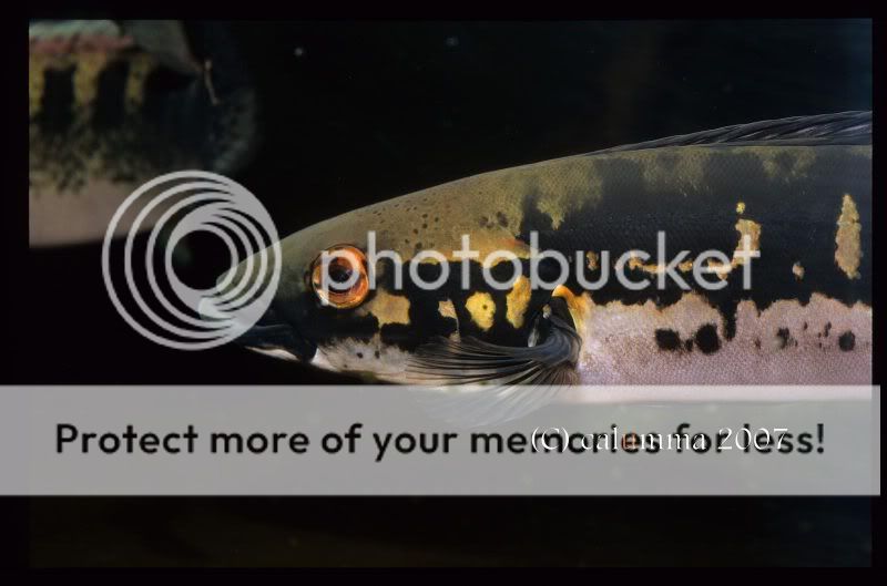 Tribute to Frank Warzel - The Cichlid Room Companion